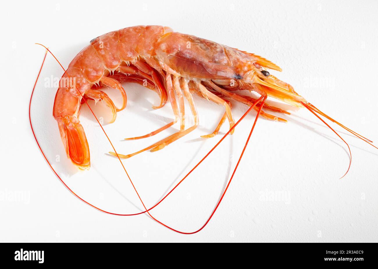 Argentinian shrimp hi-res stock photography and images - Alamy