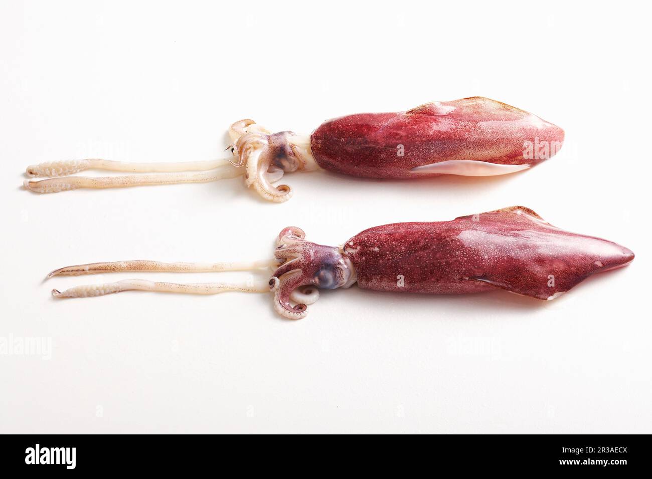 White squids hi-res stock photography and images - Alamy