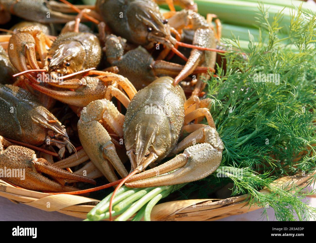 Crayfish basket hi-res stock photography and images - Alamy