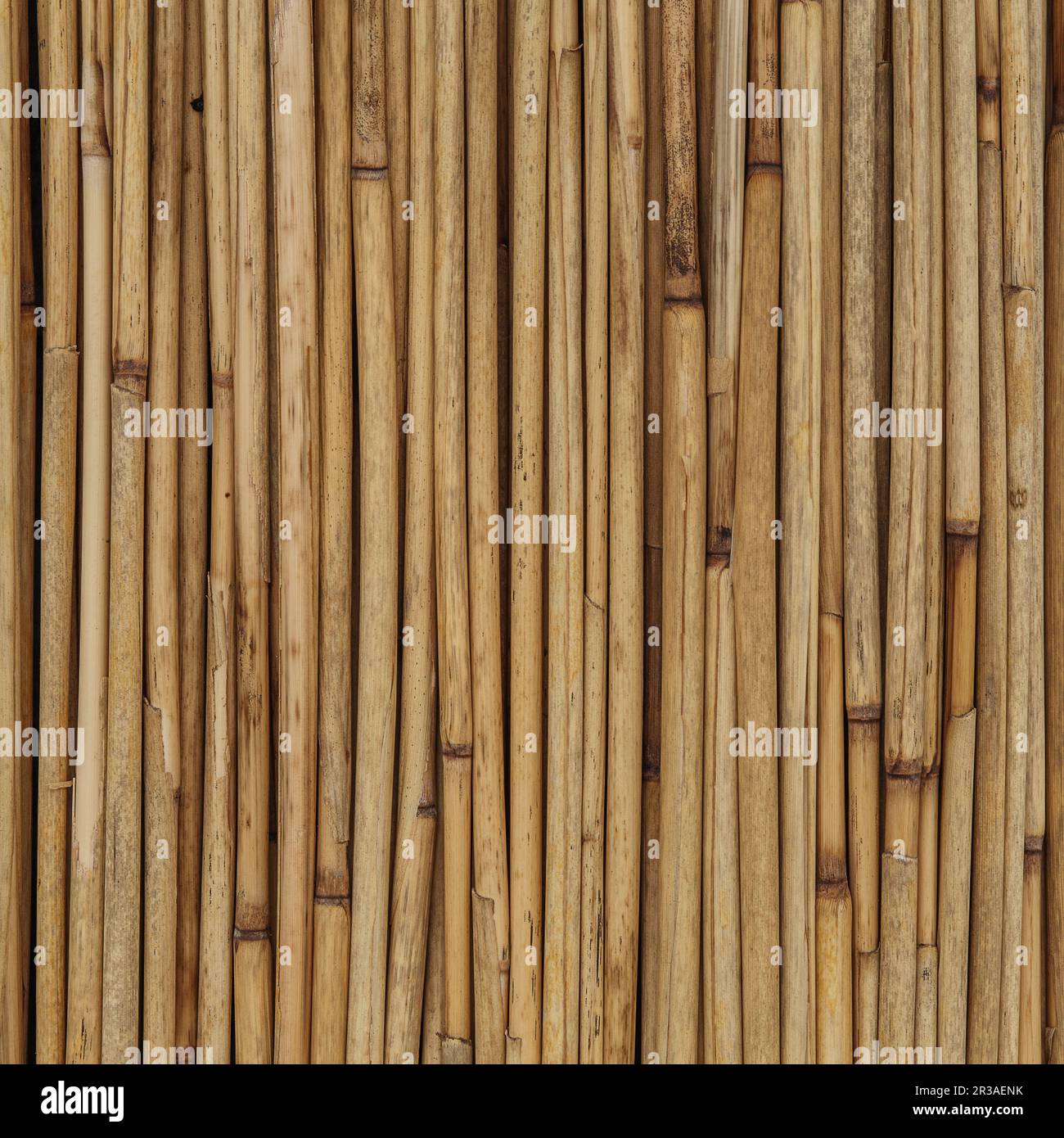 Natural Texture of reeds or bamboo for background Stock Photo - Alamy