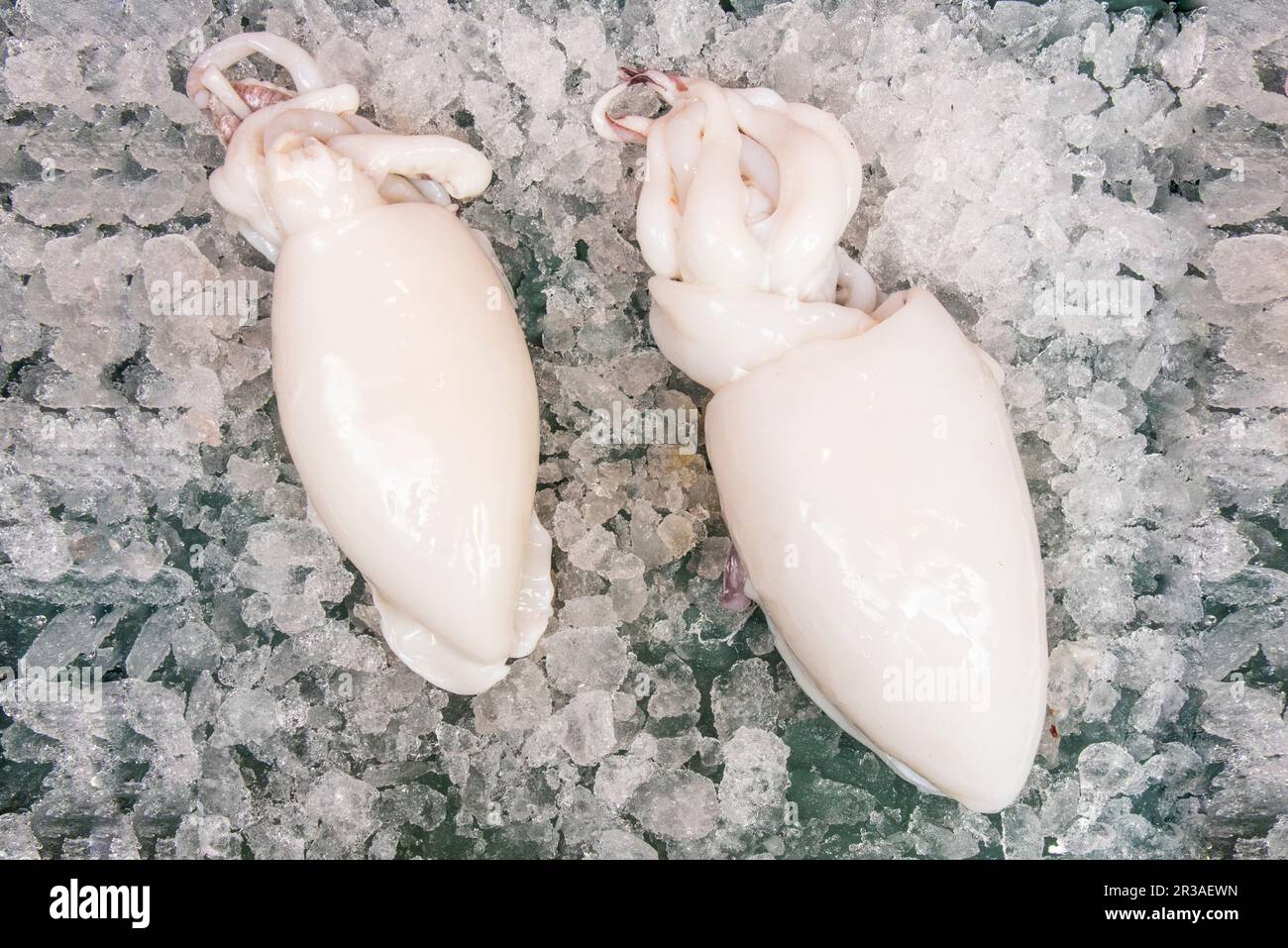 Sepíidos are an order of cephalopod marine molluscs of the Sepiida ...