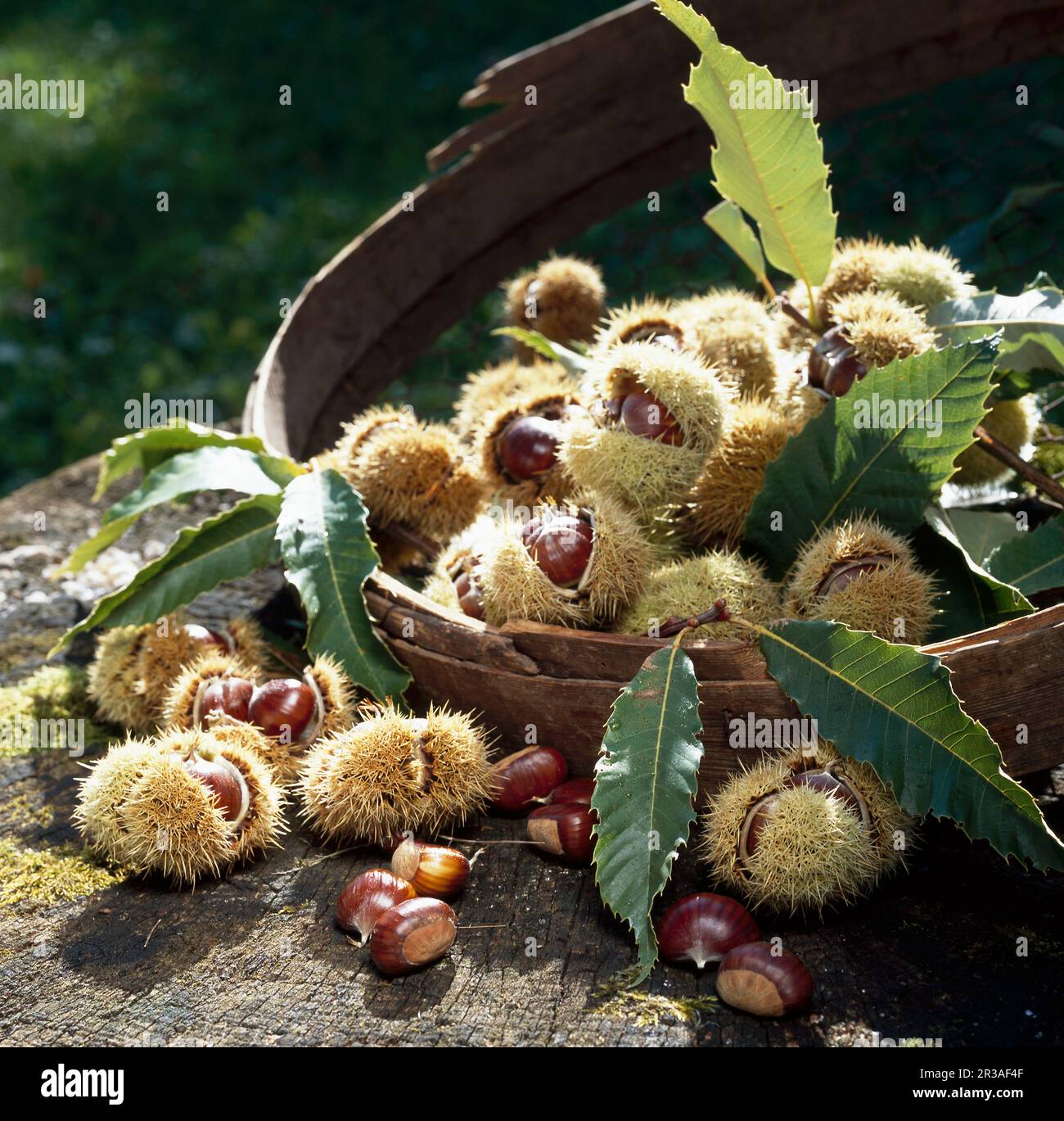 Sweet chestnuts falling out of a basket Stock Photo - Alamy