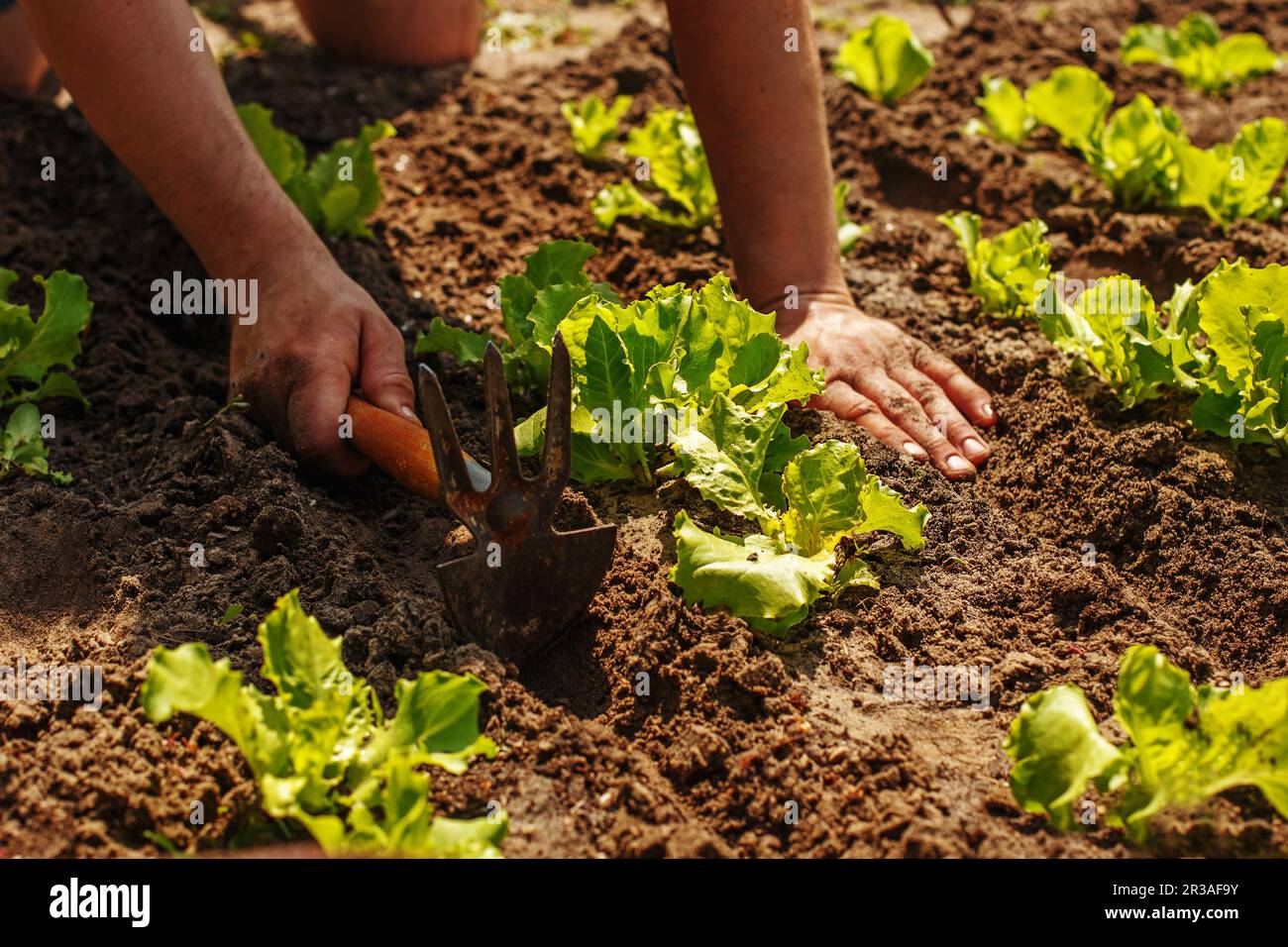 Farmer takes care of lettuce seedlings Stock Photo - Alamy