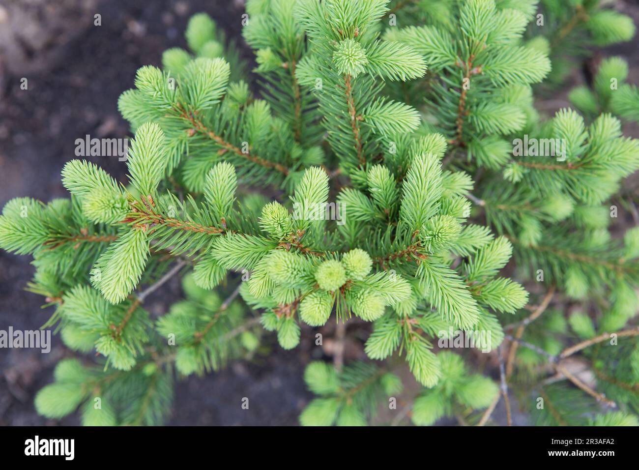 Conifer tree with bright new rising needles. Light green fir tree ...