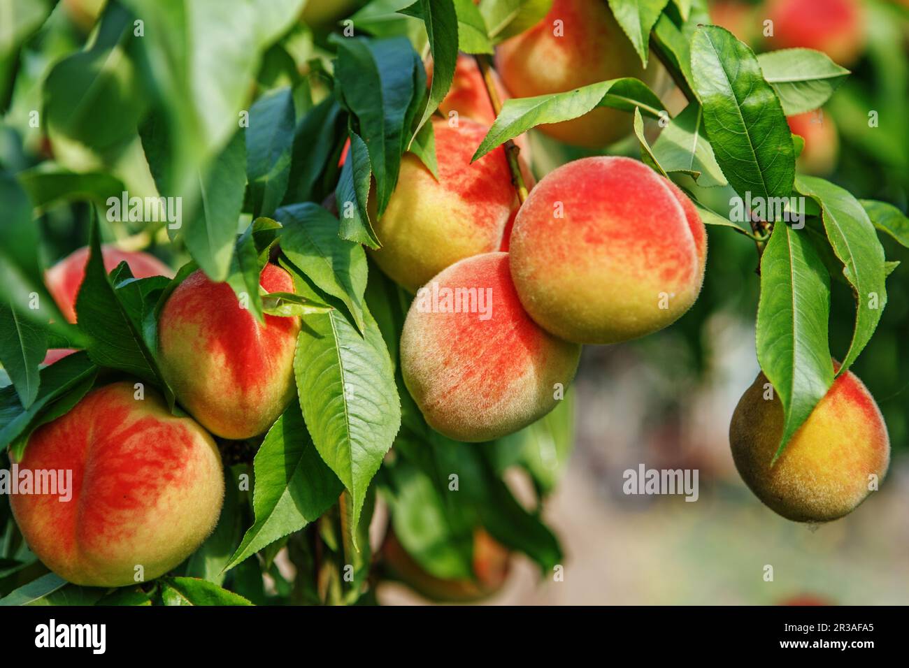 Sweet peach fruits growing on a peach tree branch in orchard Stock ...