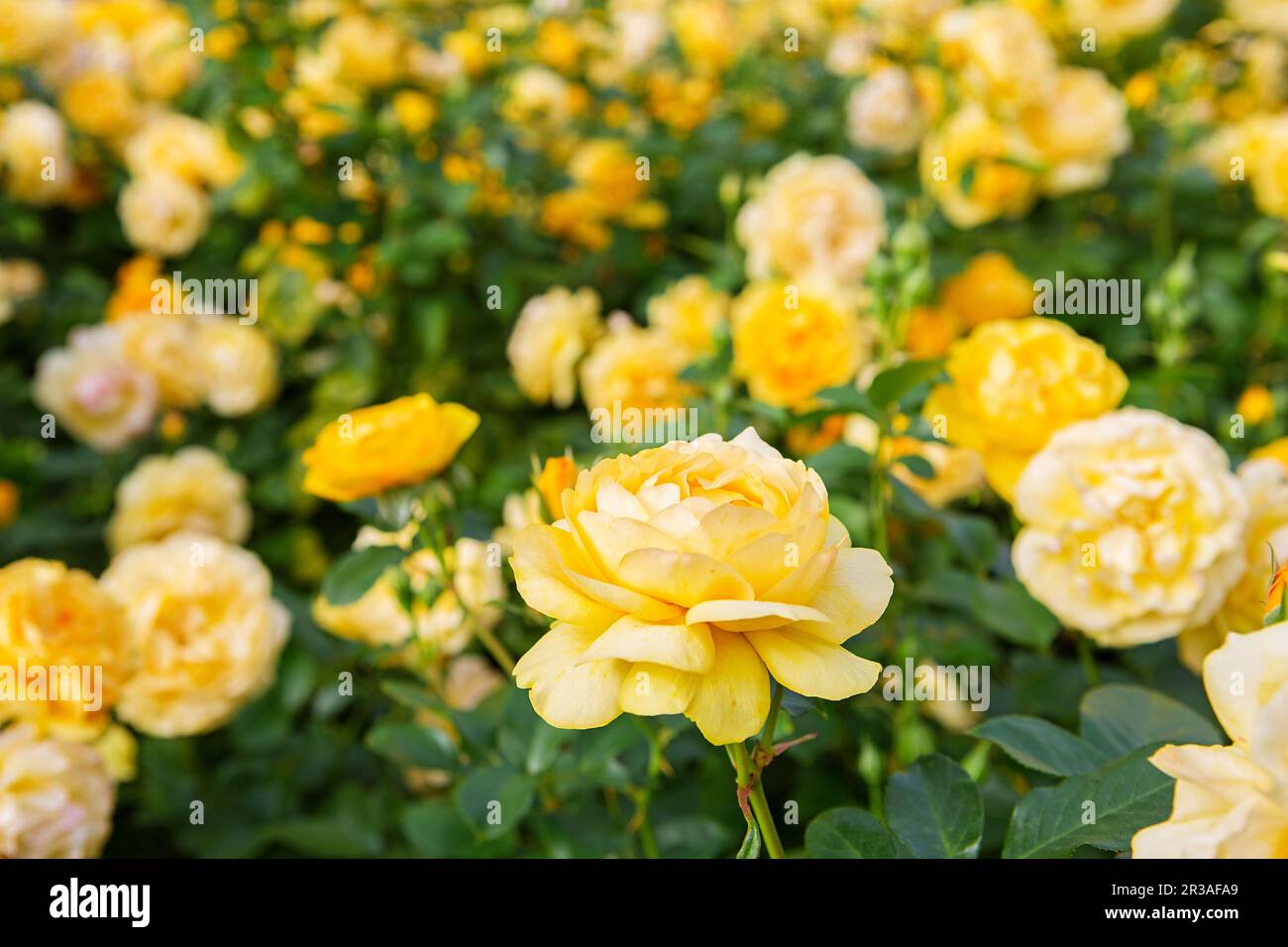 Beautiful bush of yellow roses in a spring garden. Rose garden. Some ...