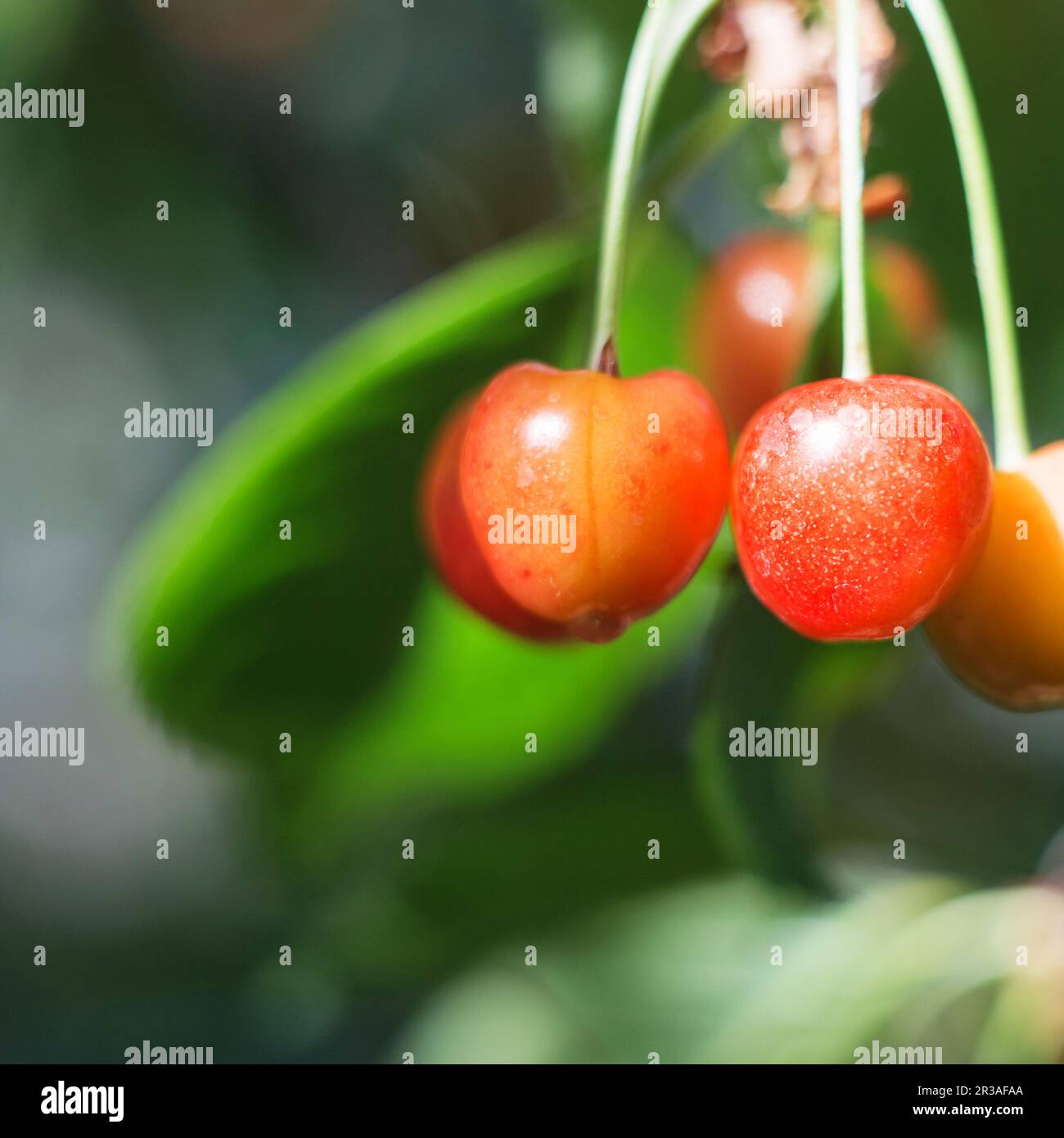 Organic Sweet Cherry Ripening On Cherry Tree Close Up Sunny Day