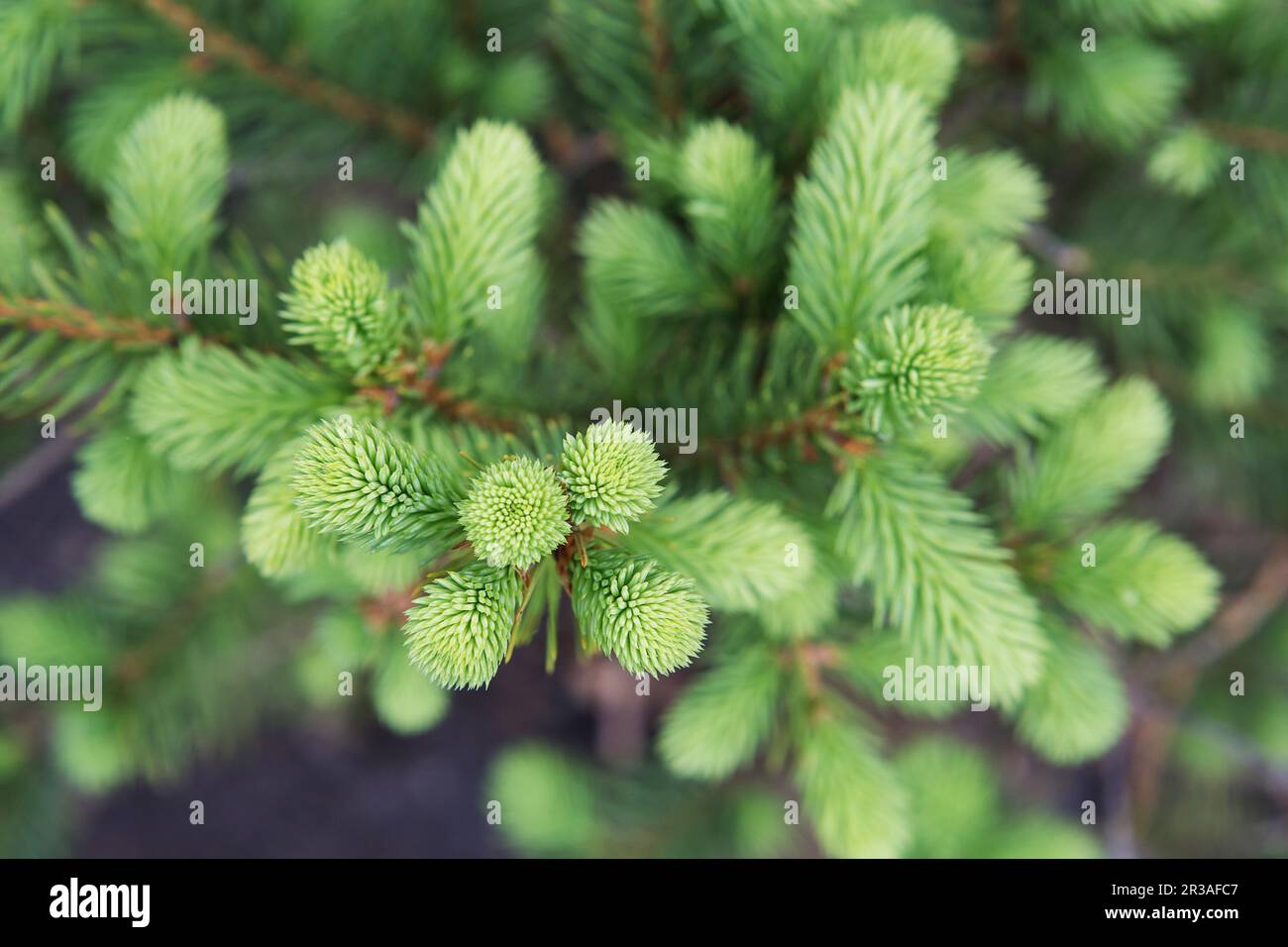 Conifer tree with bright new rising needles. Light green fir tree ...