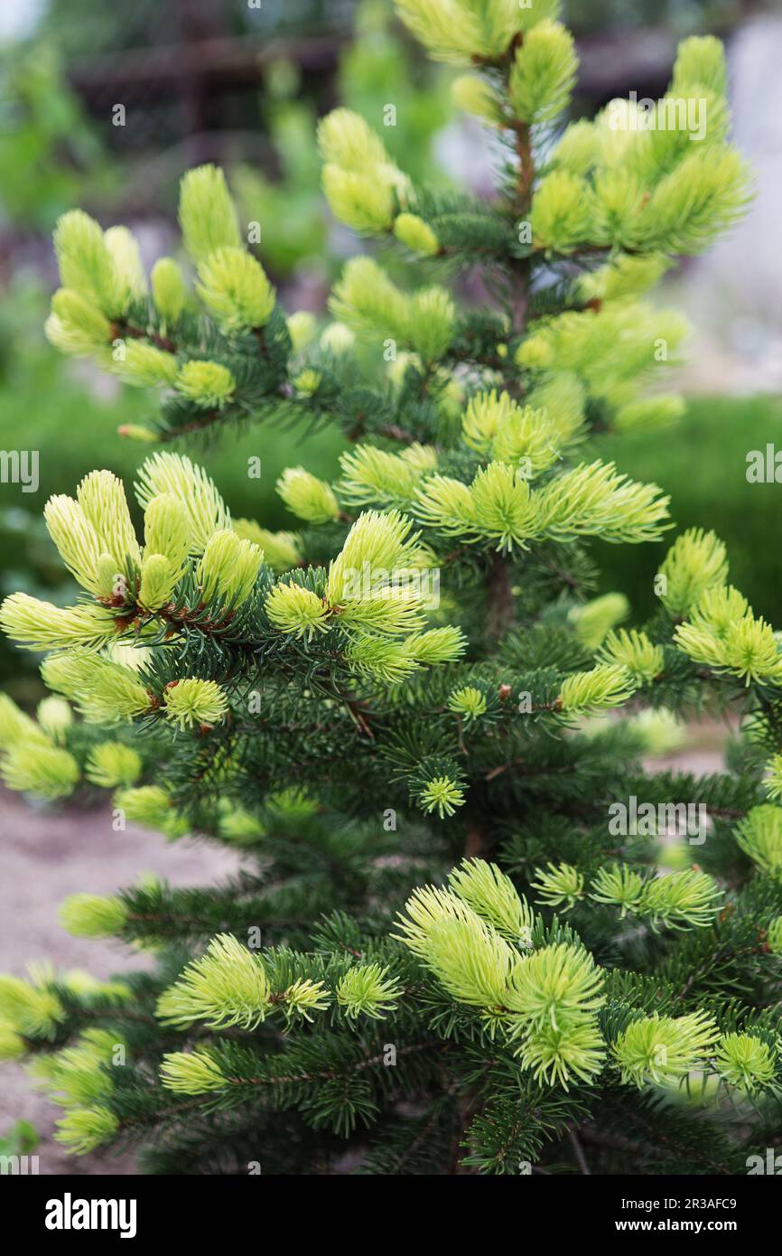 Conifer tree with bright new rising needles. Light green fir tree ...