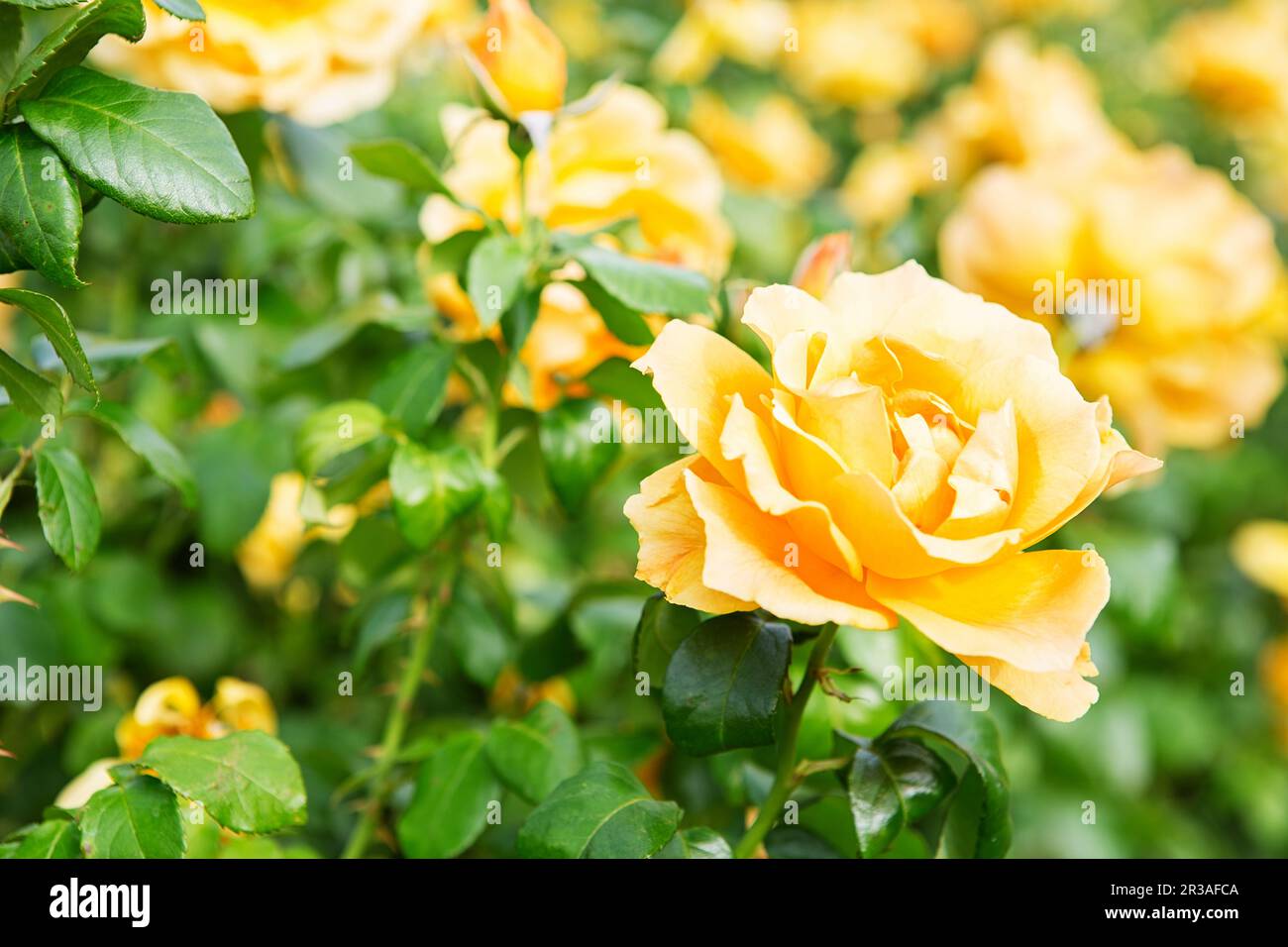 Beautiful bush of yellow roses in a spring garden. Rose garden. Some ...