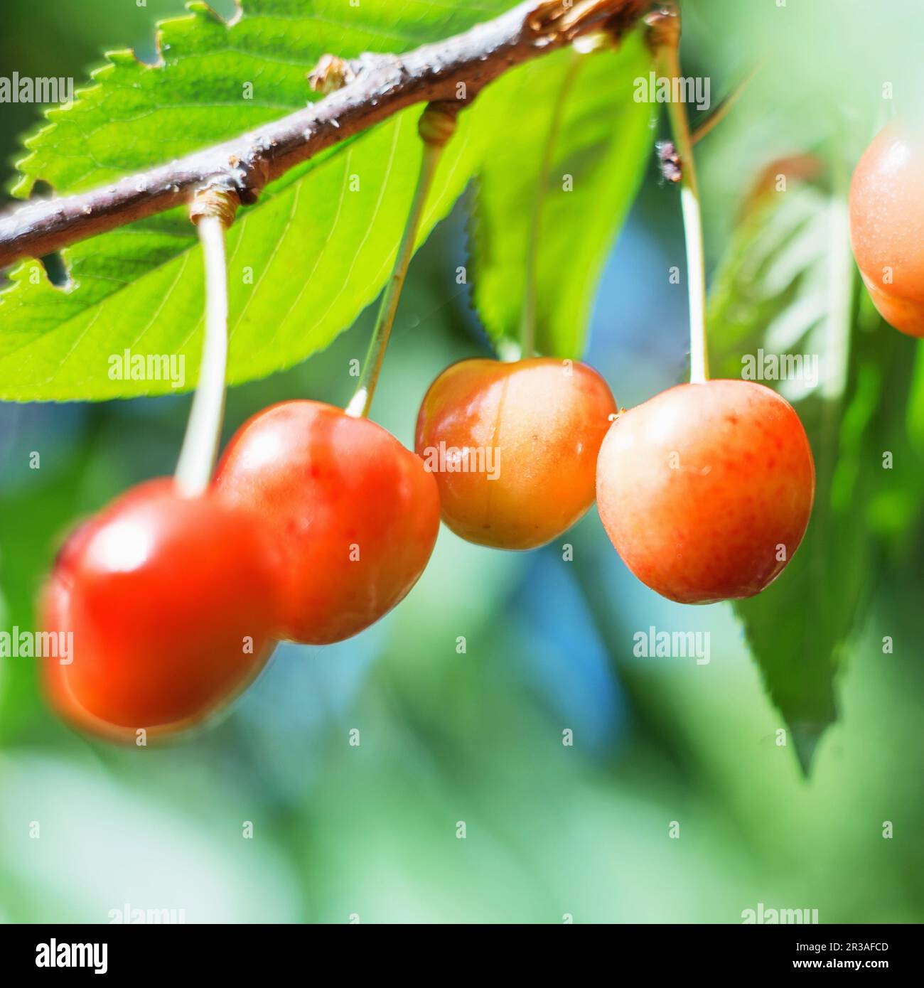 Organic sweet cherry ripening on cherry tree close up, sunny day ...