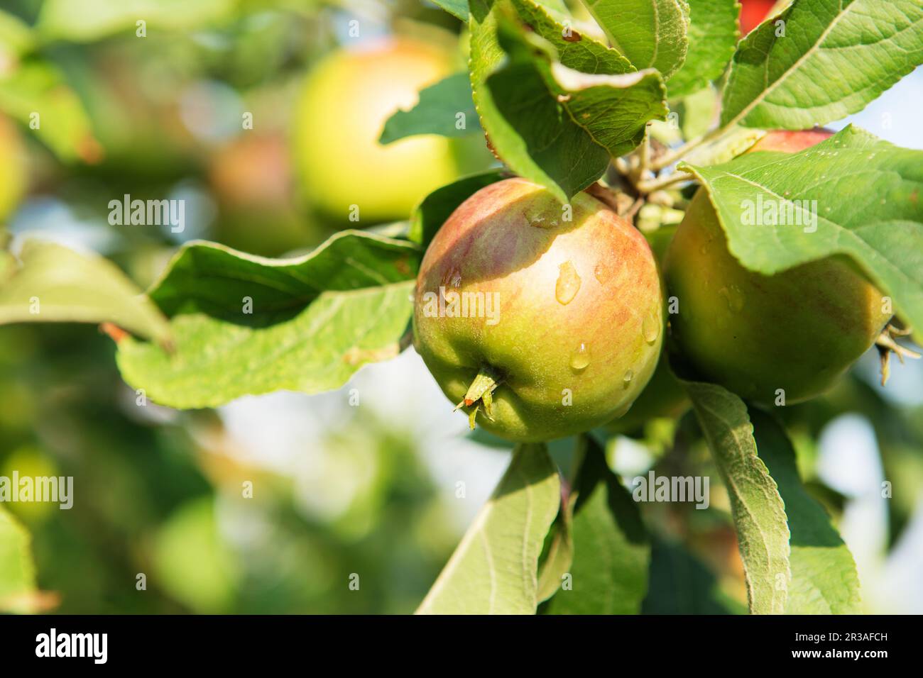 Apple fruits growing on a apple tree branch in orchard. Apple ripening ...
