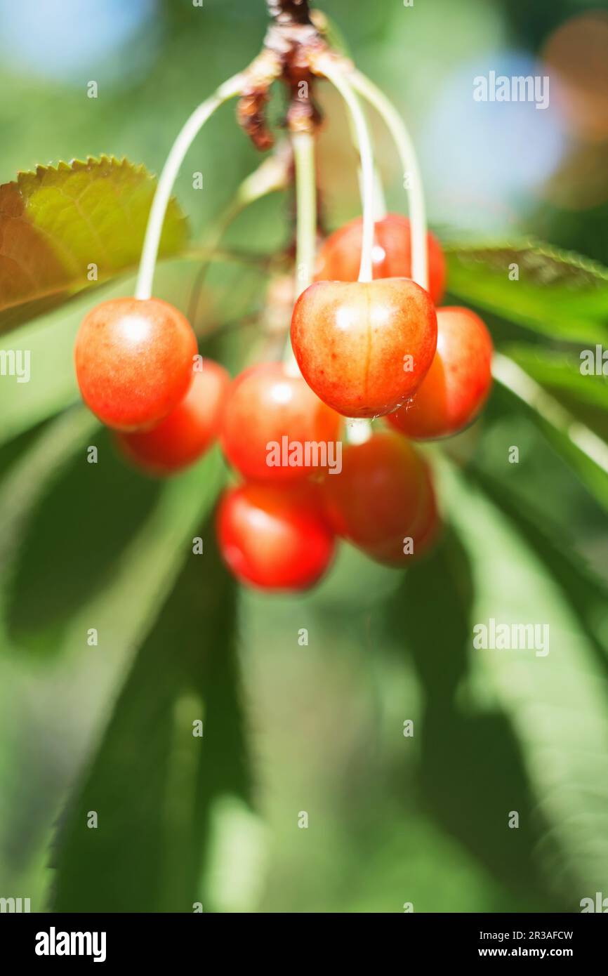 Organic sweet cherry ripening on cherry tree close up, sunny day ...