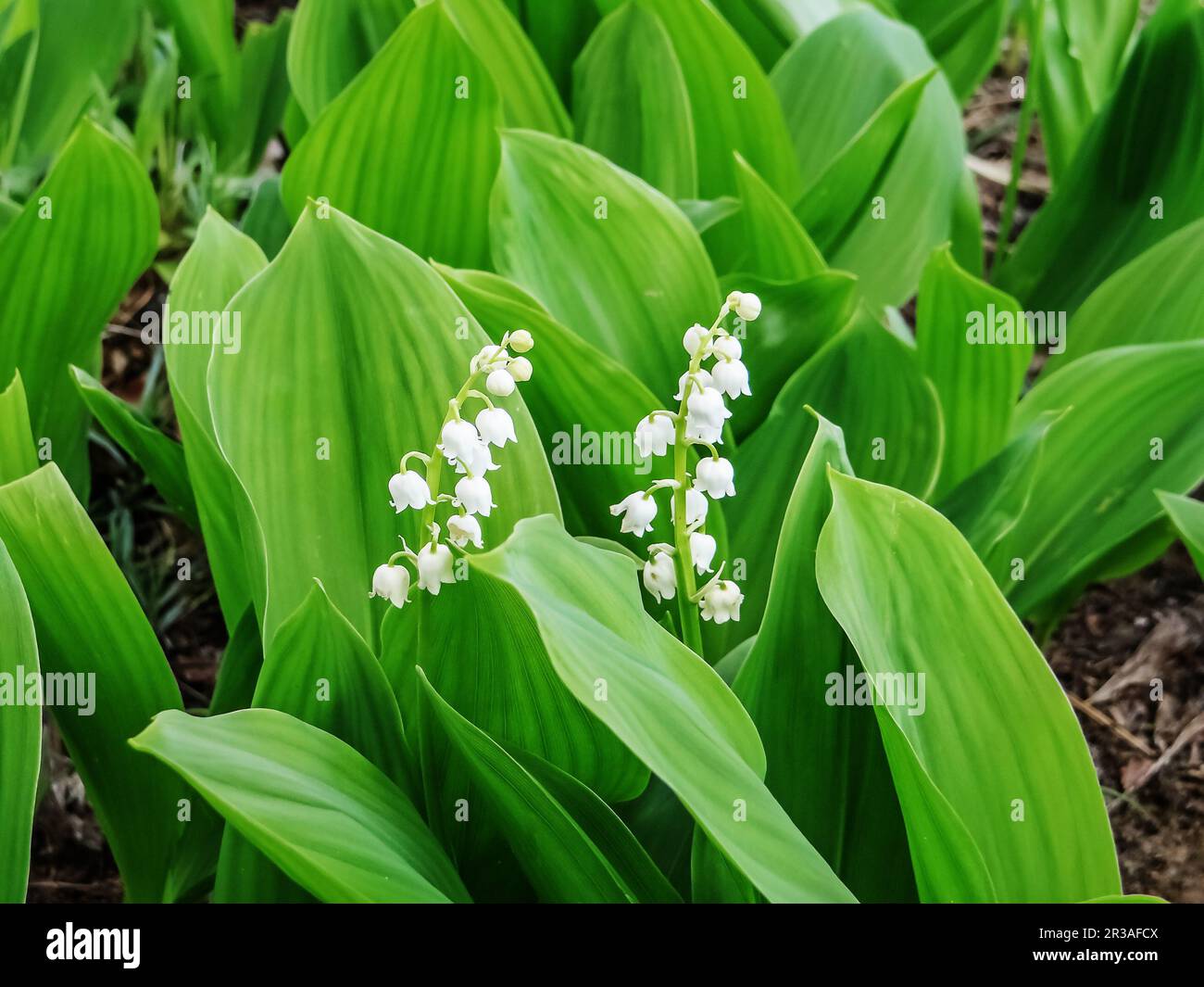 Flower, lily of the valley. may-lily Stock Photo - Alamy