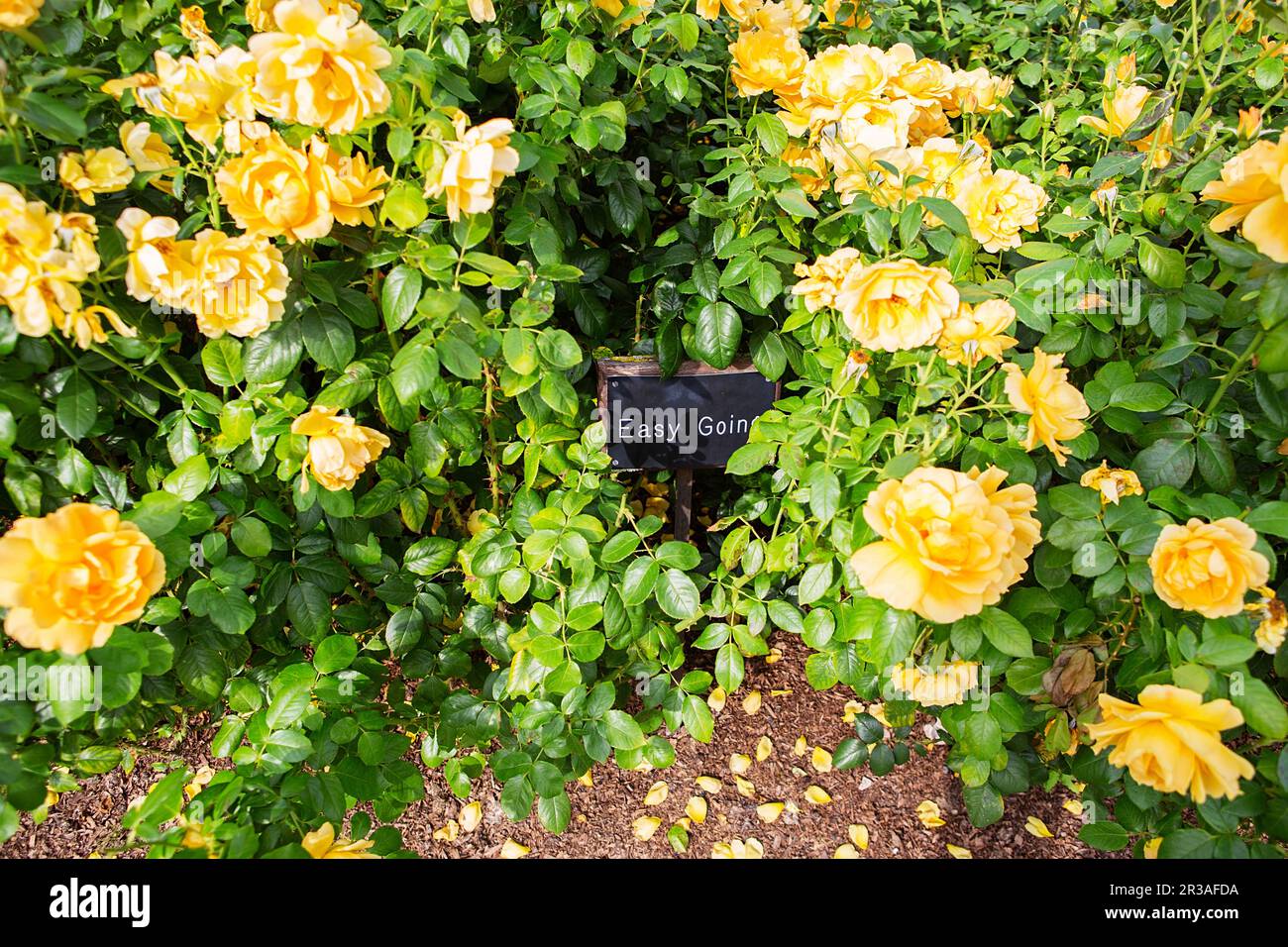 Beautiful bush of yellow roses in a spring garden. Rose garden. Some ...