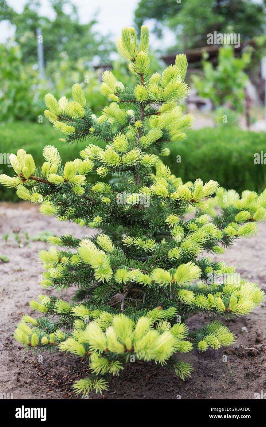 Conifer tree with bright new rising needles. Light green fir tree ...