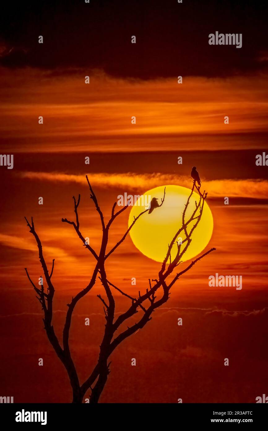 Tree and bird silhouettes during a dramatic sunset. Photo taken on 6th ...