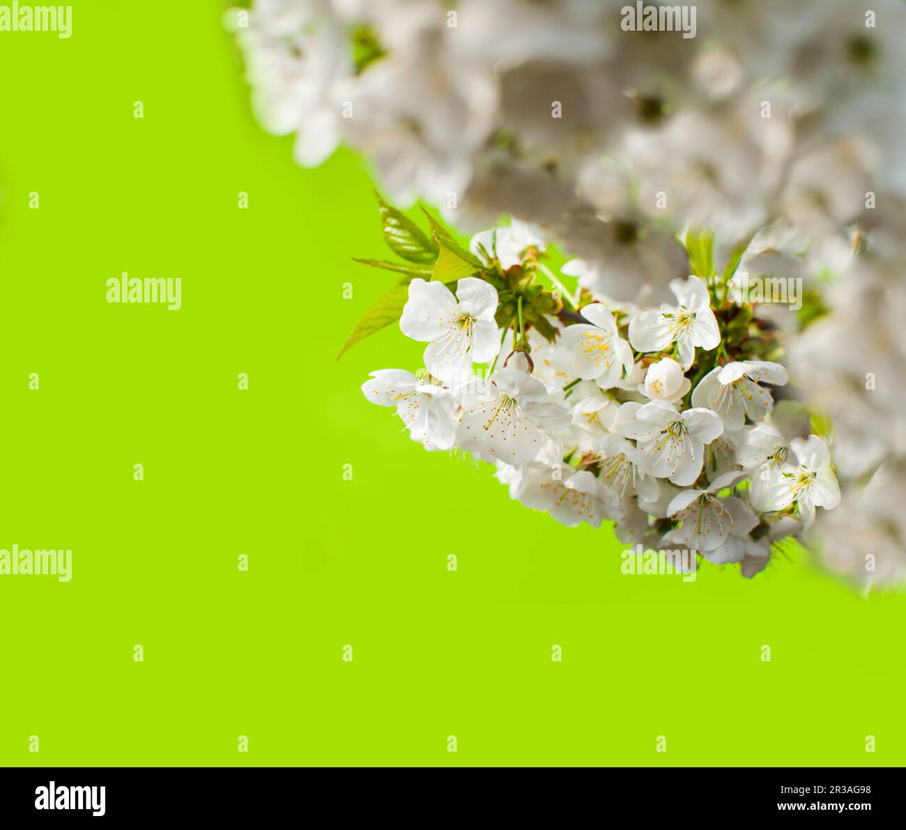 Bright color nature spring design for any purposes Stock Photo - Alamy