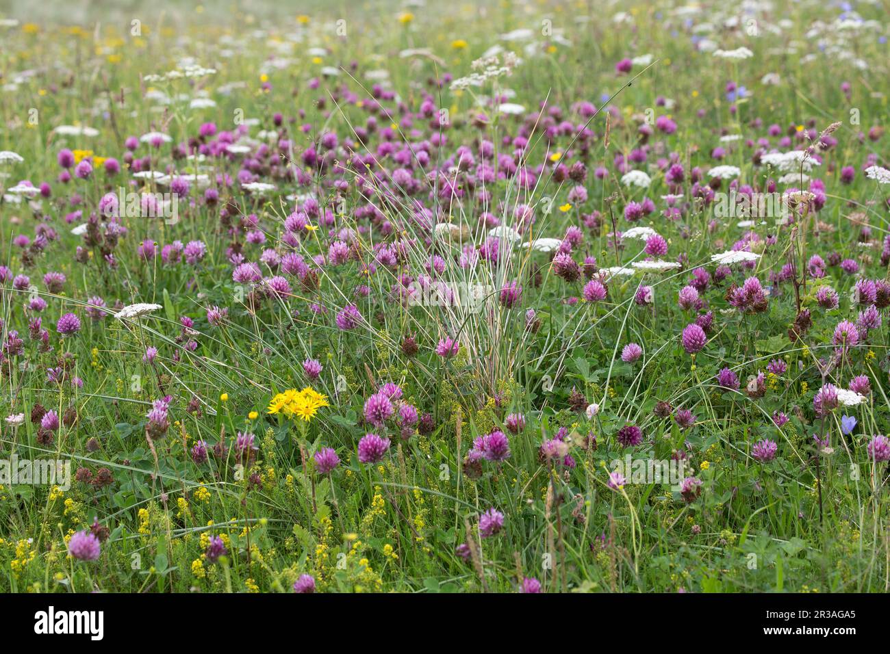 Machair with Red Clover Wild Flowers, Lewis, Isle of Lewis, Hebrides ...