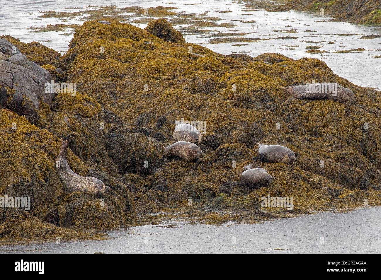 Colony of Seals resting on Seaweed covered Rocks, Finsbay, Harris, Isle ...