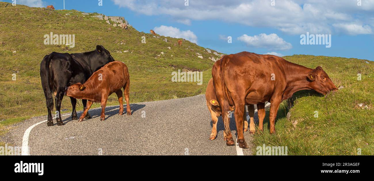 Cows Suckling their Calves on the road, Harris, Isle of Harris ...