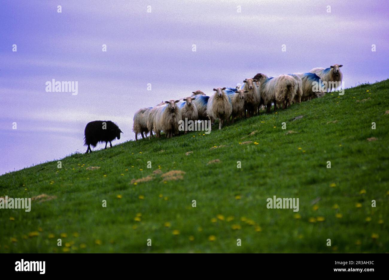 Oveja separada hi-res stock photography and images - Alamy