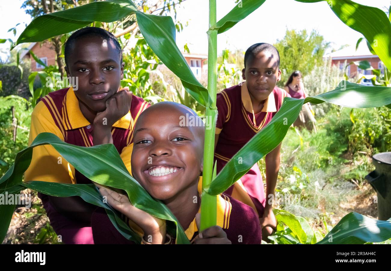 School children learning about agriculture and farming Stock Photo - Alamy