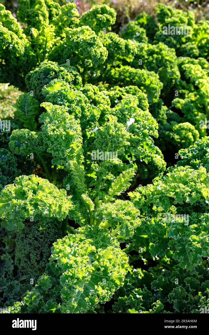Kale in the field Stock Photo - Alamy