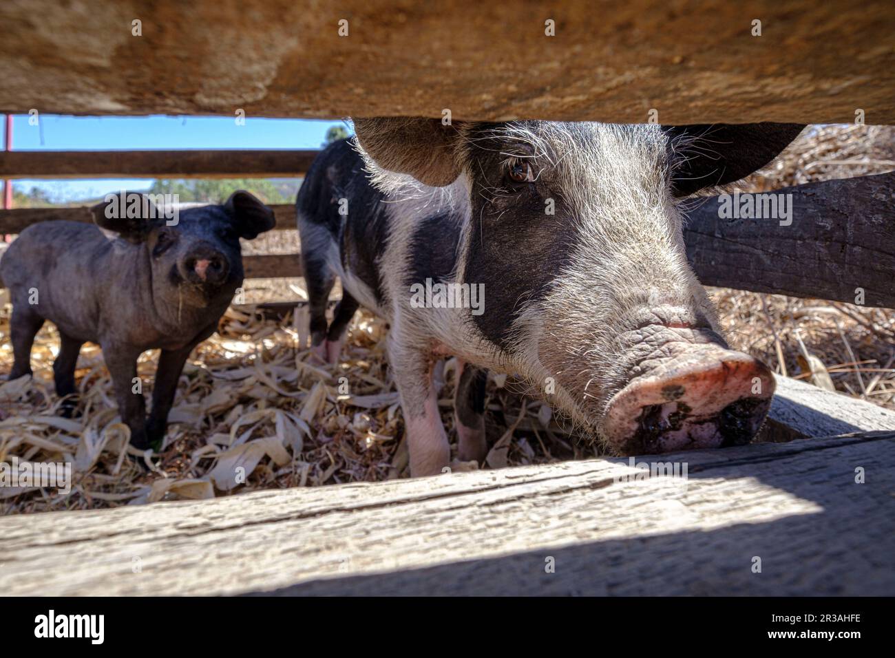 Mujeres en la produccion hi-res stock photography and images - Alamy