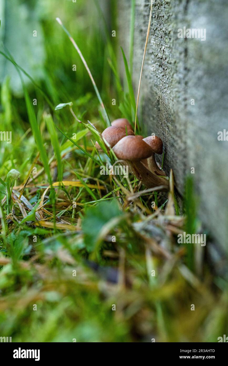 Mushrooms wall house hi-res stock photography and images - Alamy