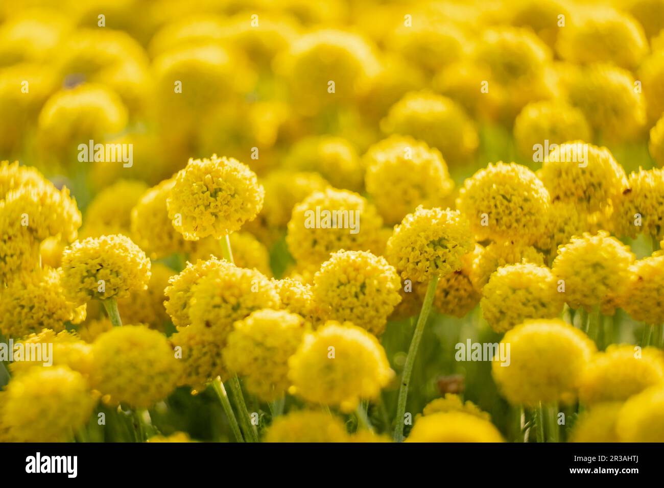 Everlasting flower helichrysum stoechas hi-res stock photography and ...