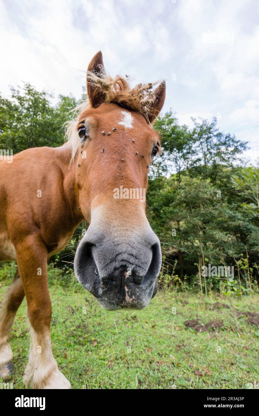 Caballos pastando hi-res stock photography and images - Alamy