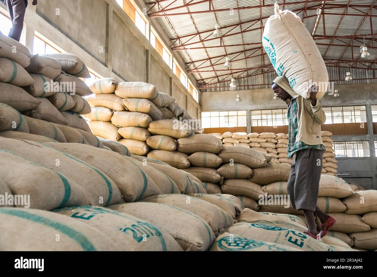 Workers carrying large bags of raw coffee beans, Men stacking large ...