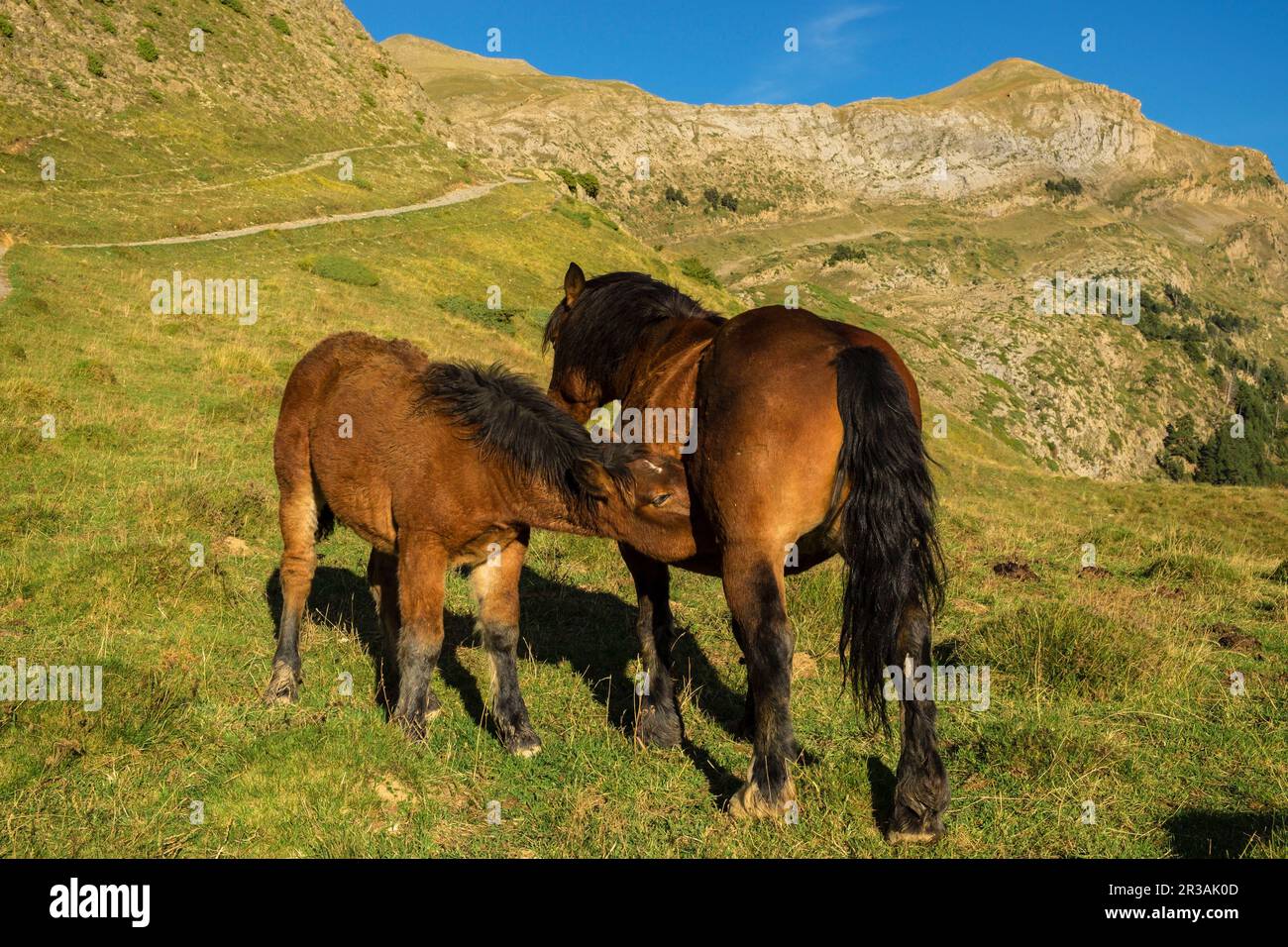 Importancia animal hi-res stock photography and images - Alamy