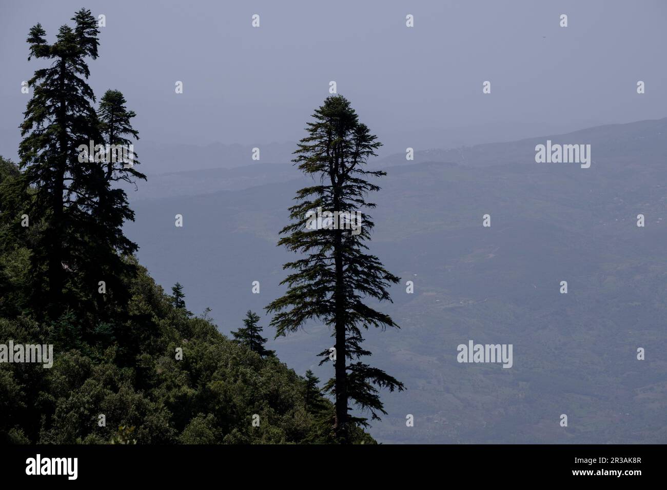 fir forest, Jebel Tizouka, Chefchaouen, Talassemtane National Park ...