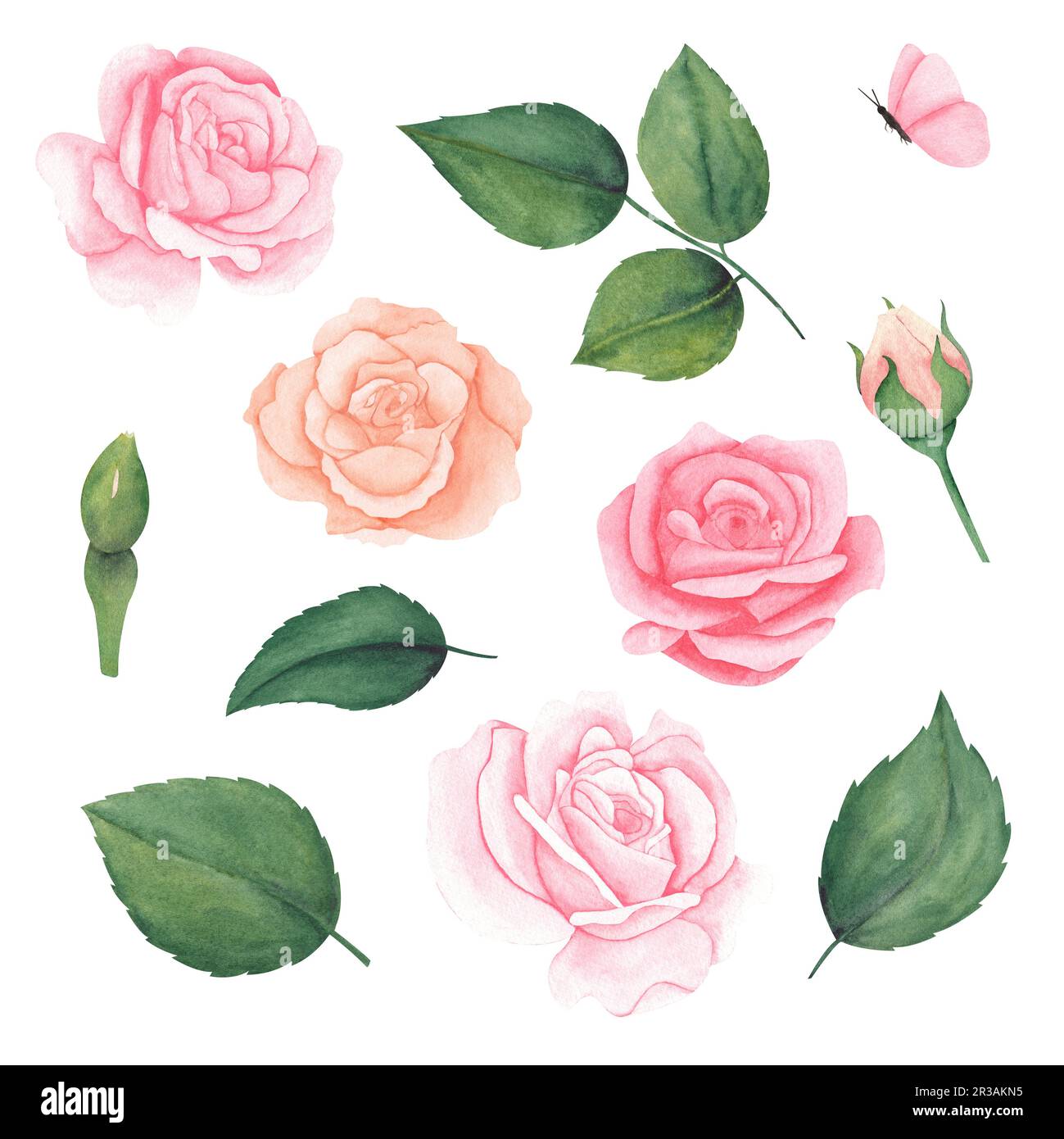watercolor set of pastel pink peach roses with leaves and butterfly ...