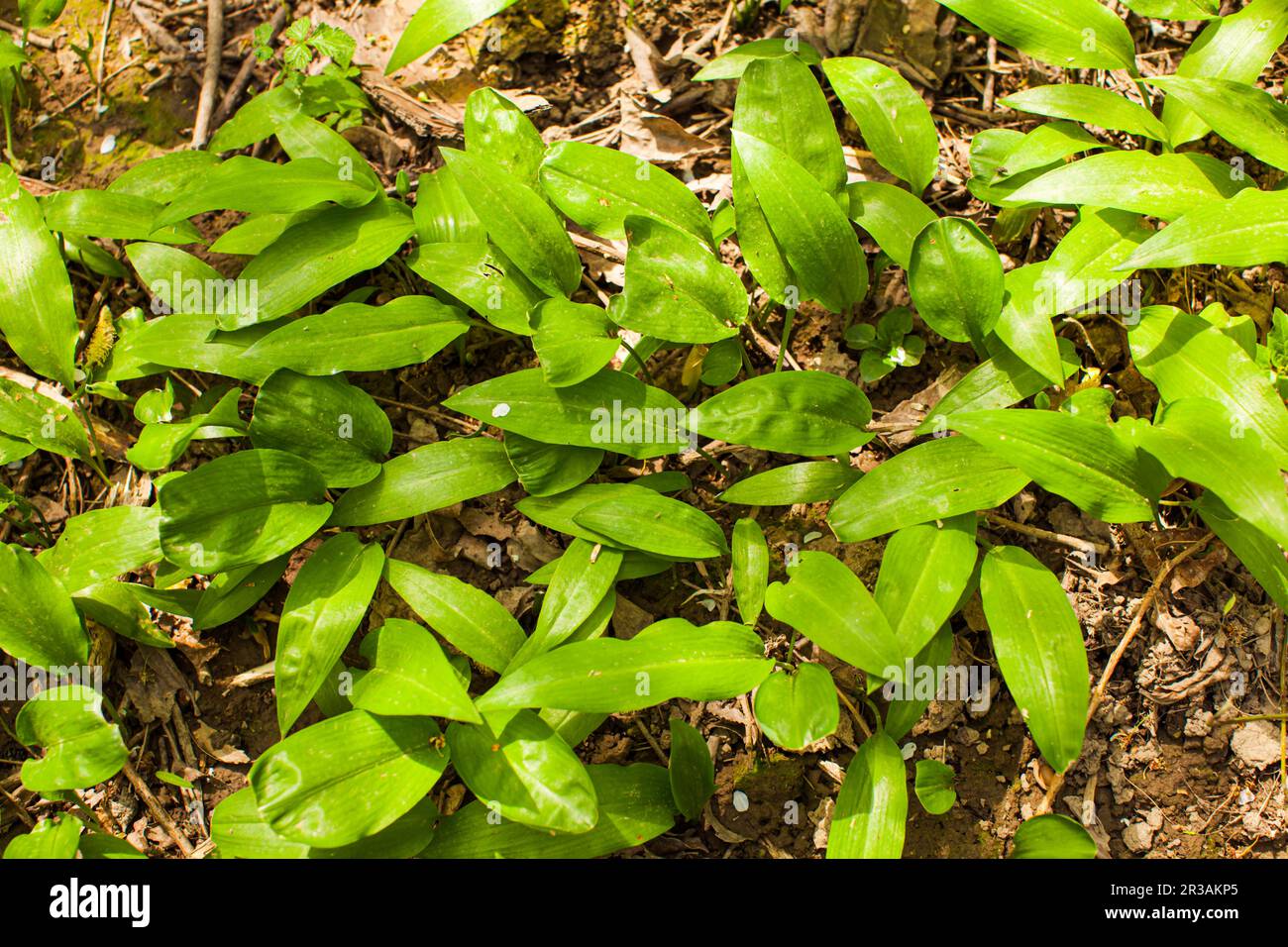Ramps in the forest hi-res stock photography and images - Alamy