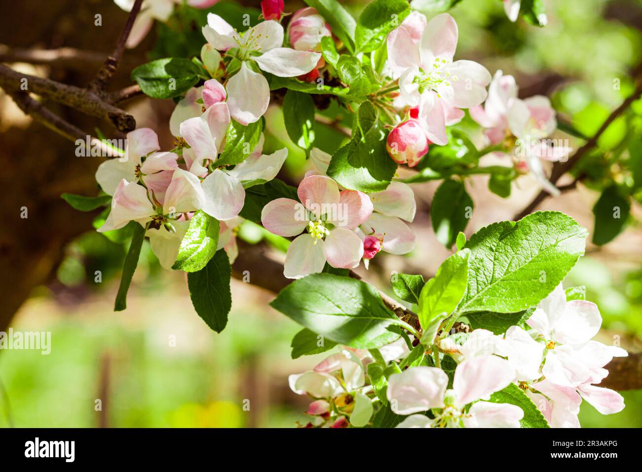 Branch full of leaf hi-res stock photography and images - Alamy