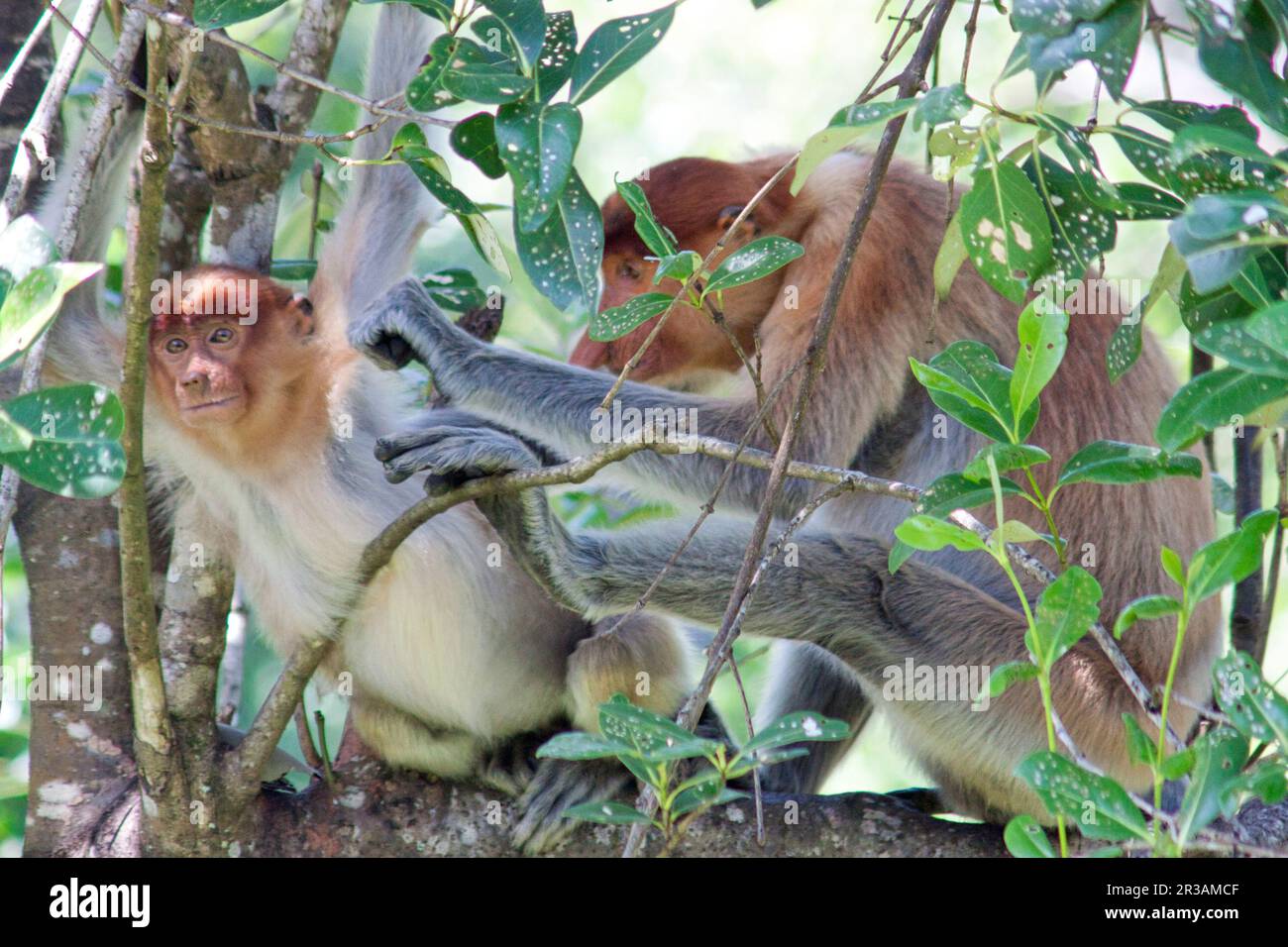 Nose monkey in Borneo Stock Photo - Alamy
