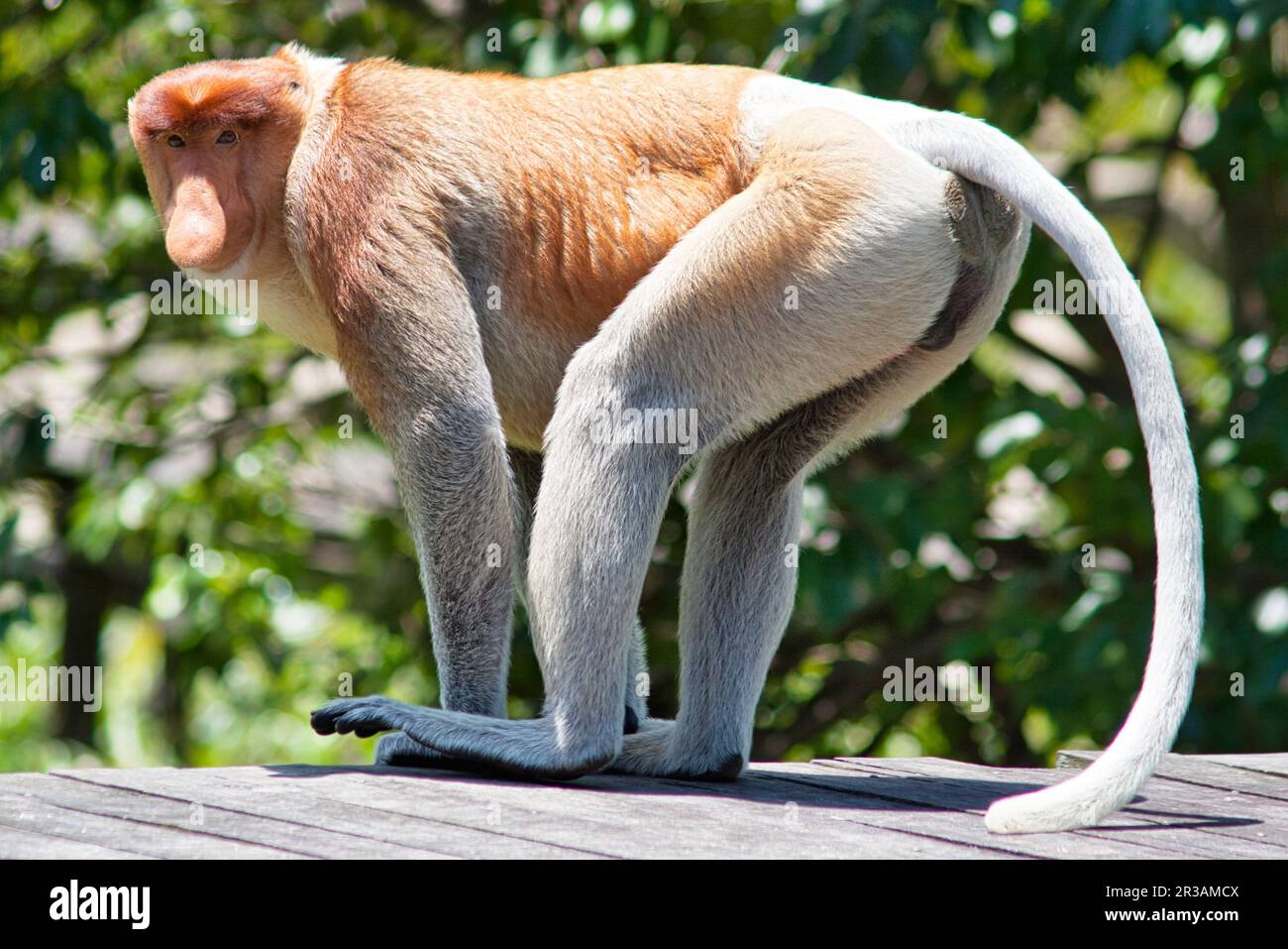Nose monkey in Borneo Stock Photo - Alamy