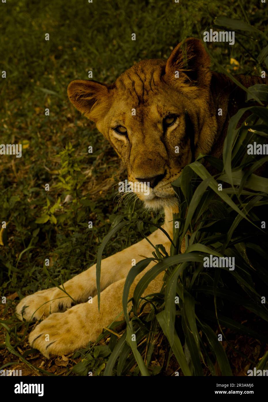 lioness looking front Stock Photo - Alamy