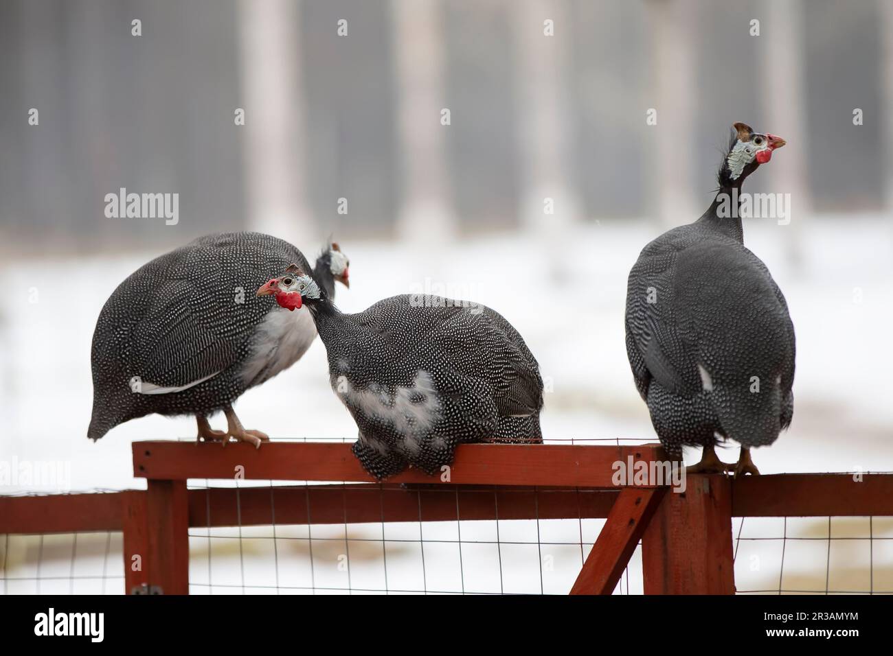 Poultry guinea fowl Stock Photo - Alamy