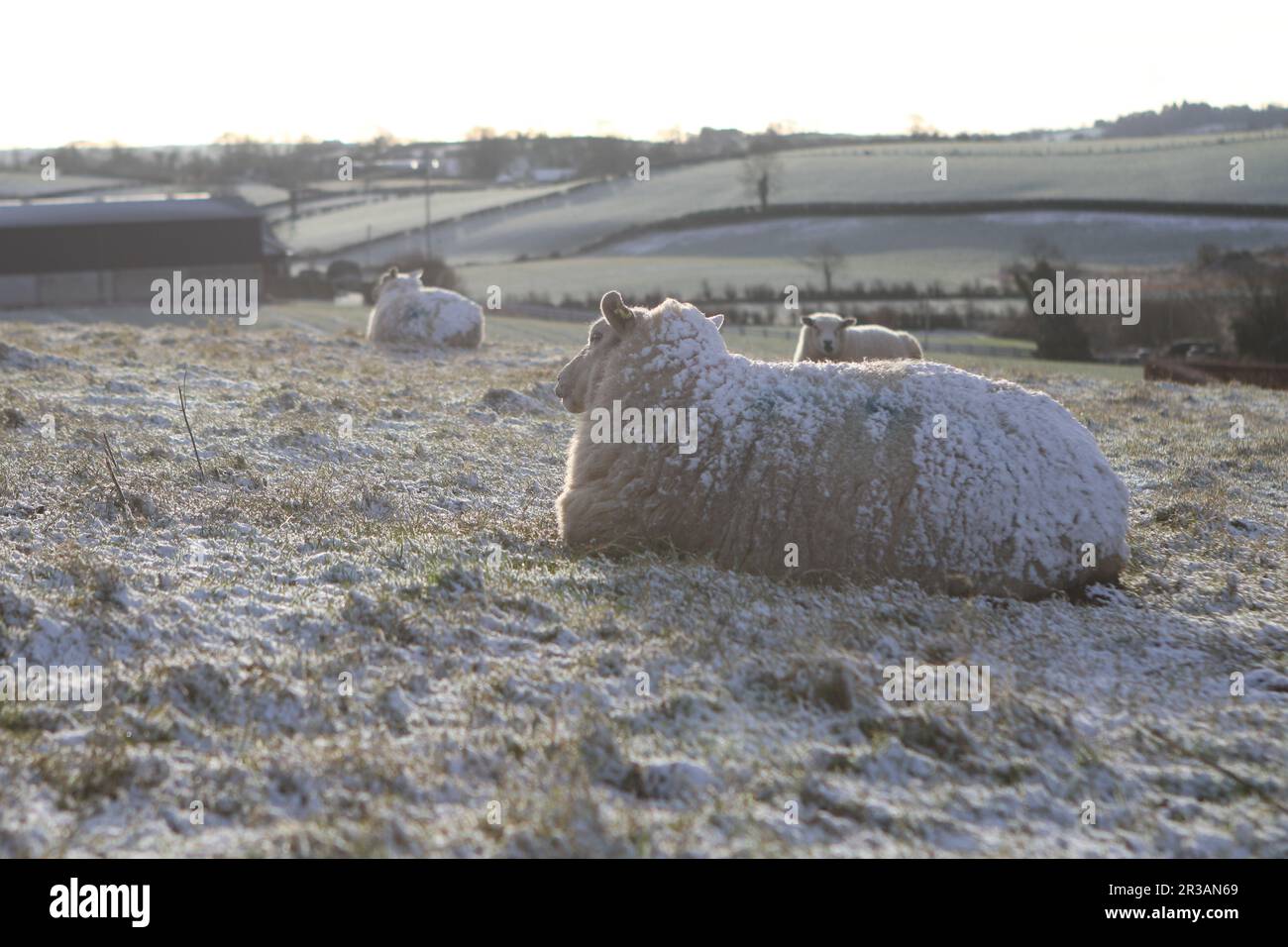 White sheep ireland hi-res stock photography and images - Alamy