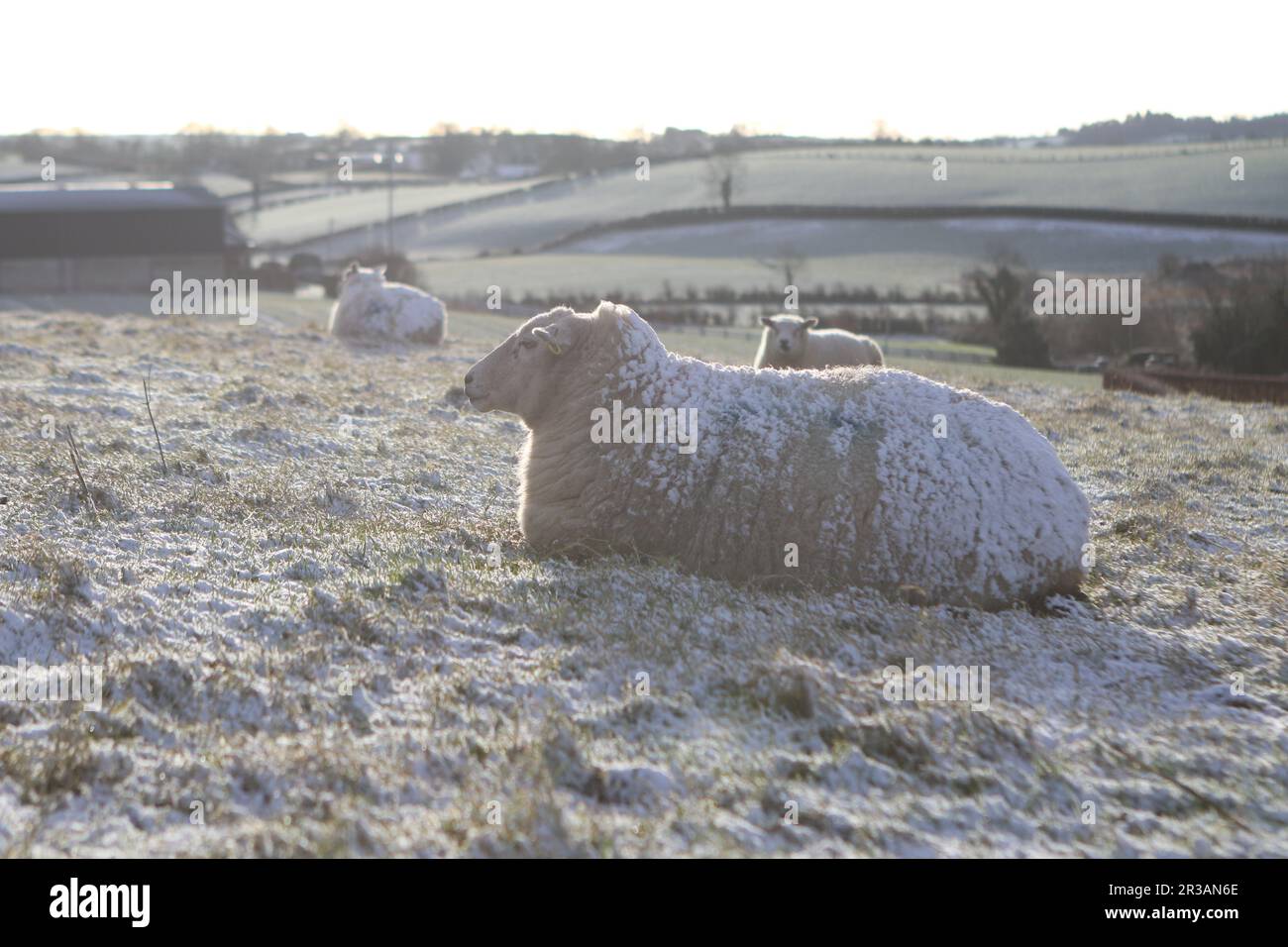 White sheep lies in light snow Stock Photo - Alamy