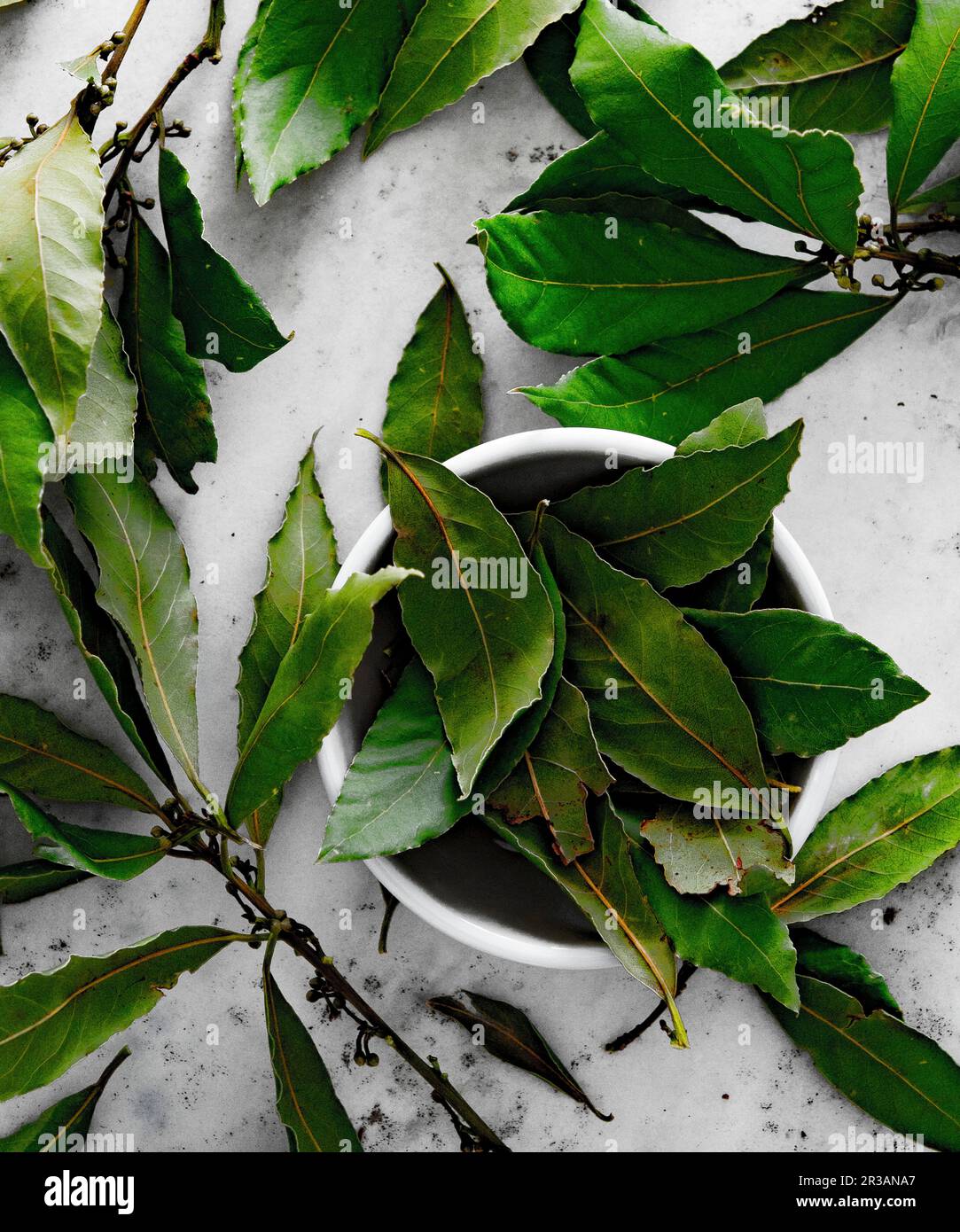 Fresh bay leaves Stock Photo - Alamy