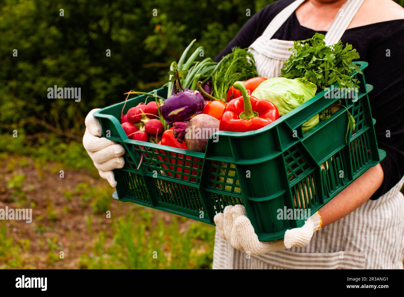 Harvesting a wonderful crop on a country farm Stock Photo - Alamy