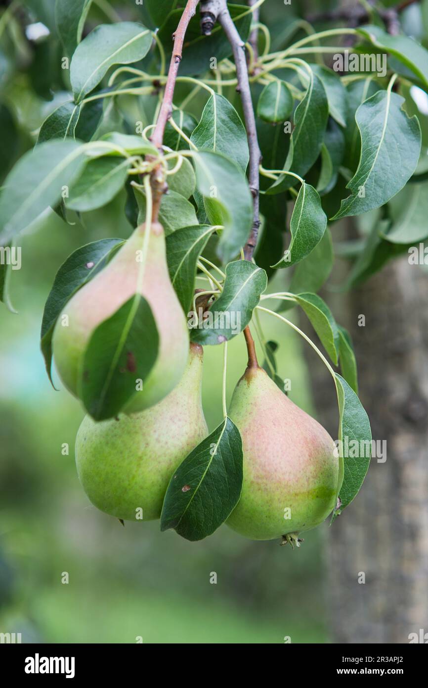 Ripening pears on a tree in the garden on the farm. Organic farming ...