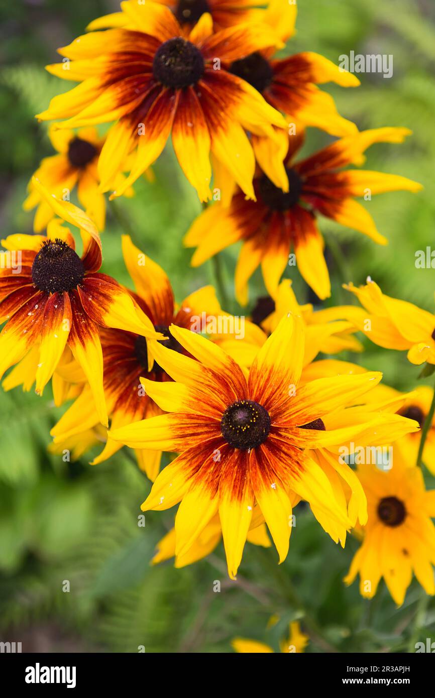 Yellow garden flowers of rudbeckia. Flowers of Rudbeckia fulgida, the ...