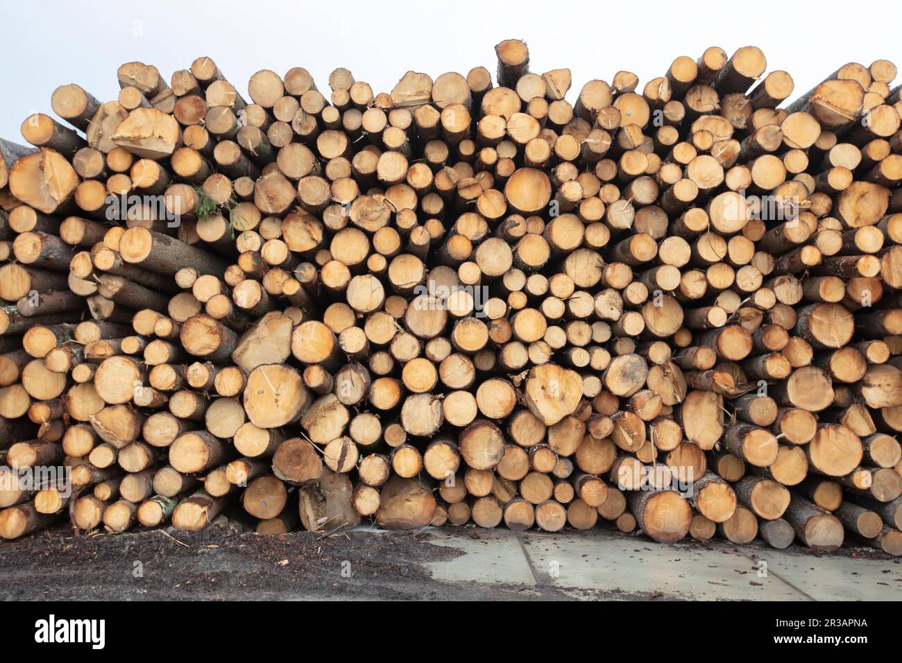 Wooden logs at a woodworking plant. Natural wood processing industry ...