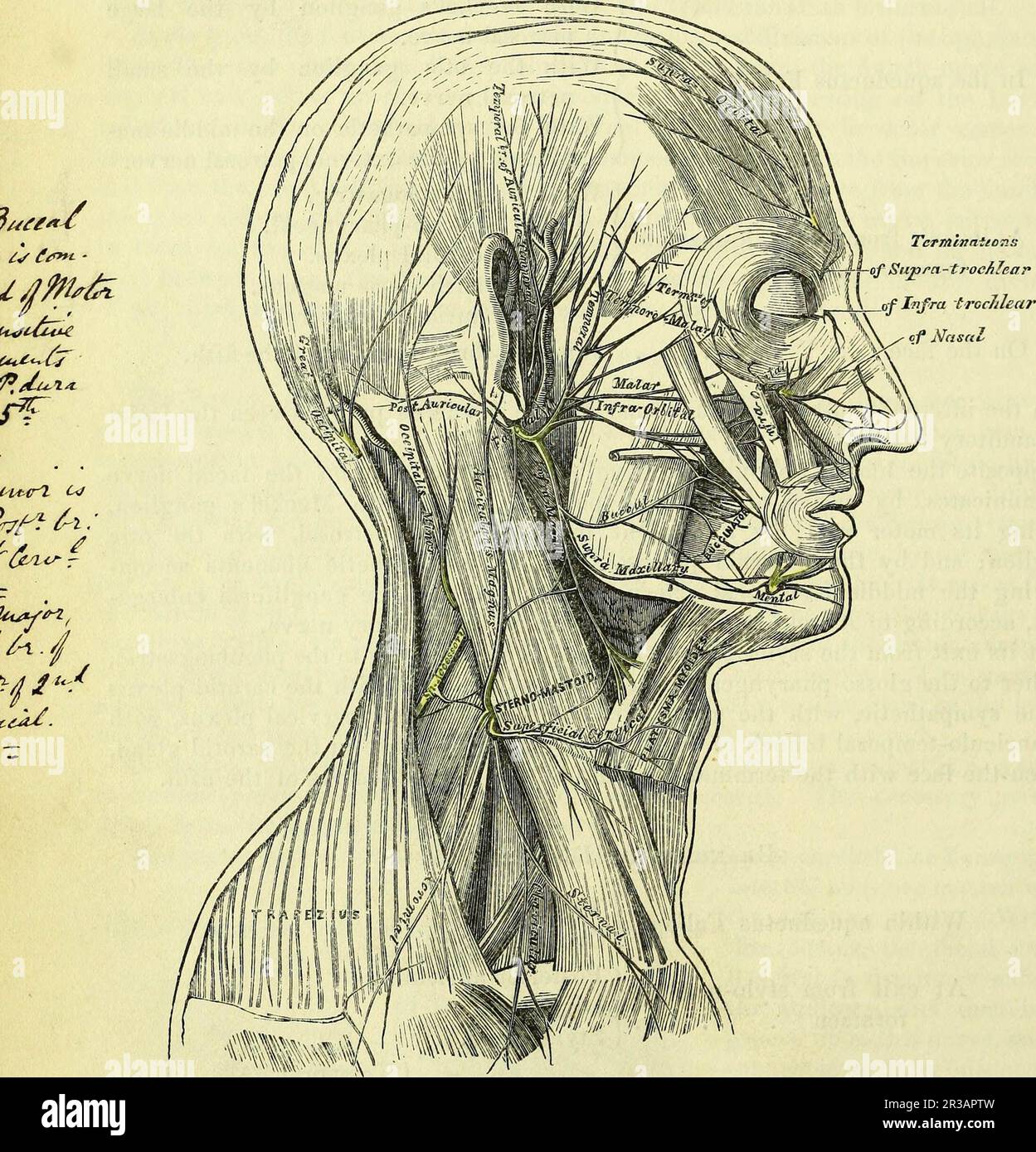 "Anatomy, descriptive and surgical [electronic resource]" (1860 Stock ...